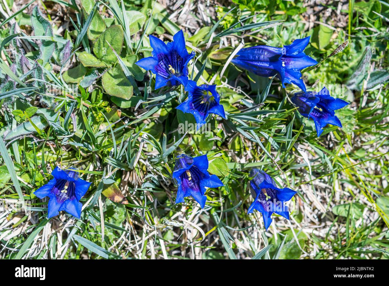 Gentiana clusii, communément appelée fleur de la gentiane de la douce ...