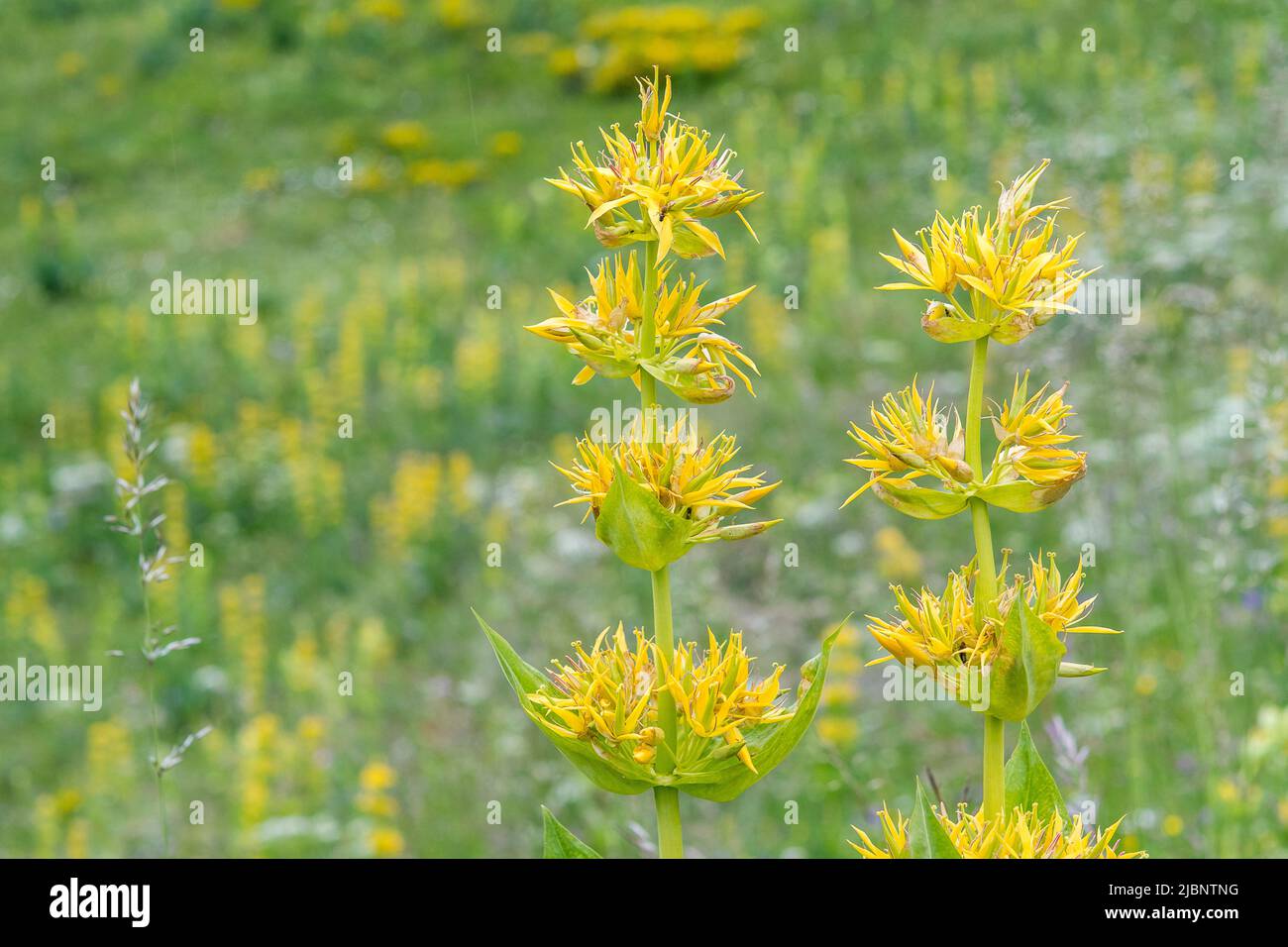 Gentiana lutea, la grande gentiane jaune, est une espèce de gentiane ...