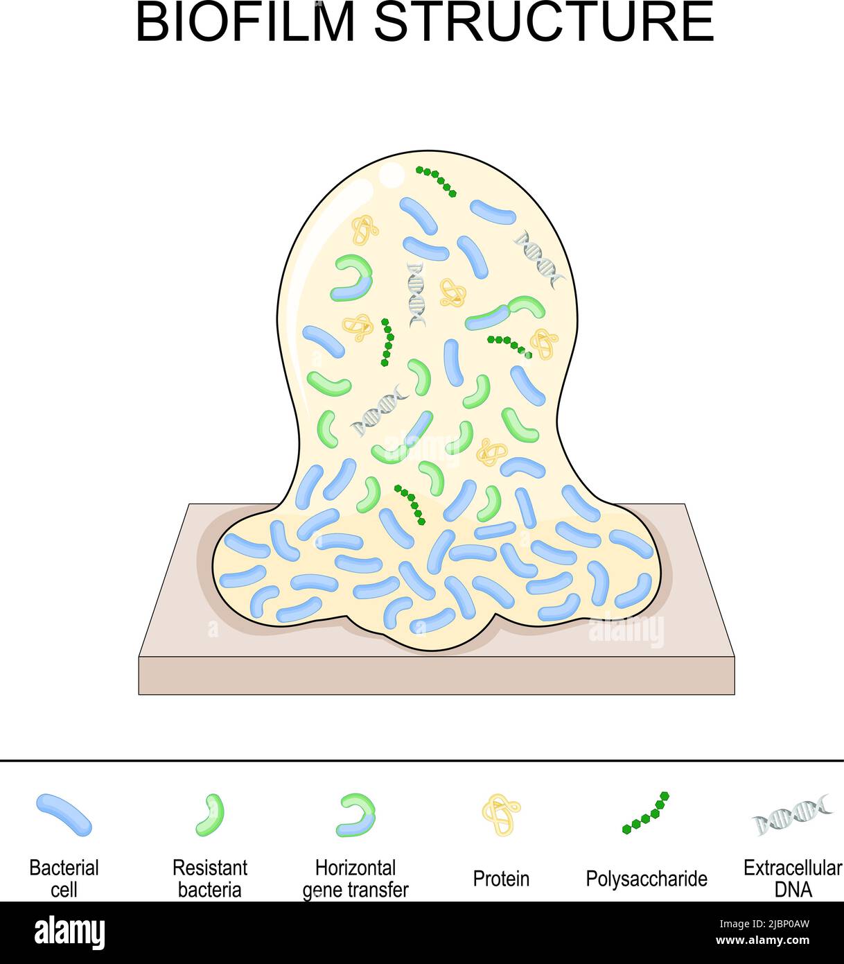 Biofilm bactérien Banque d'images vectorielles - Alamy