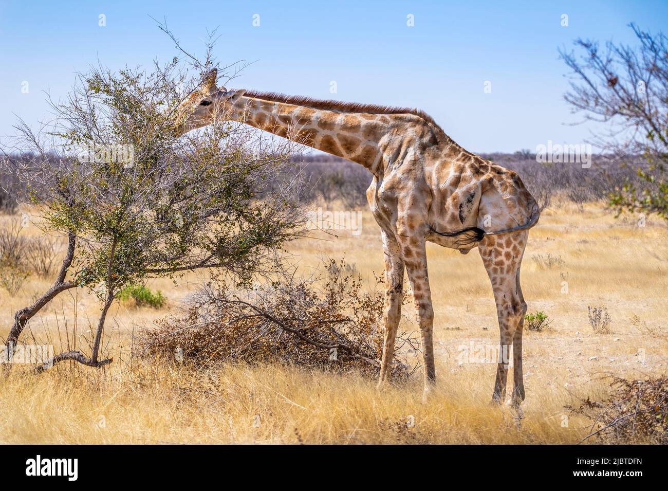 Faune angolaise Banque de photographies et d’images à haute résolution ...