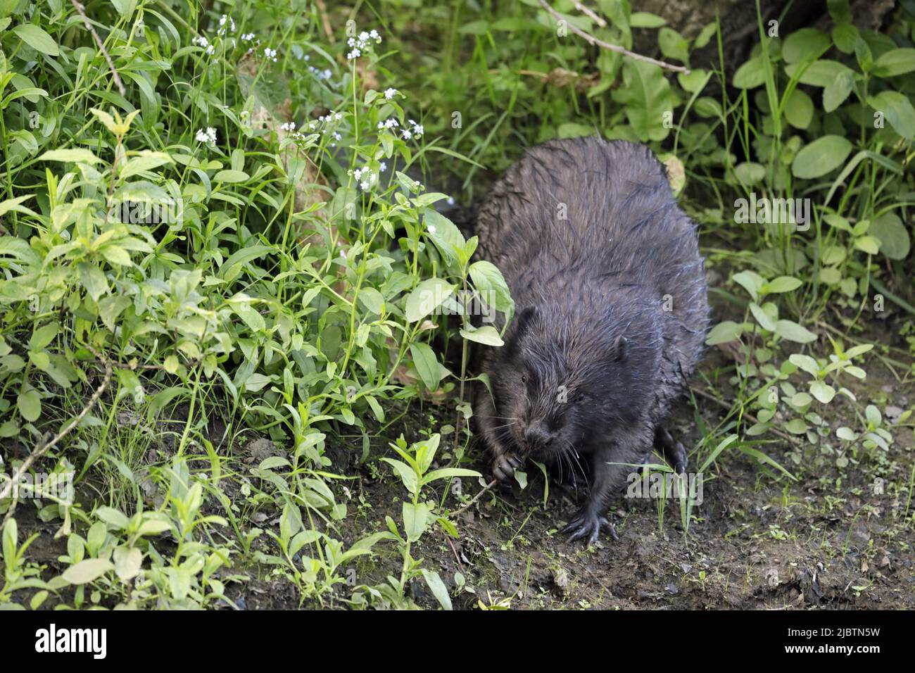Castor protection Banque de photographies et d’images à haute ...