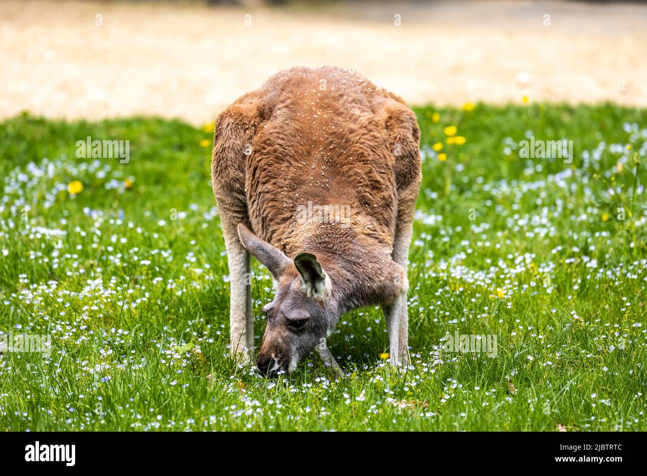 Le kangourou rouge, Macropus rufus est le plus grand de tous les ...