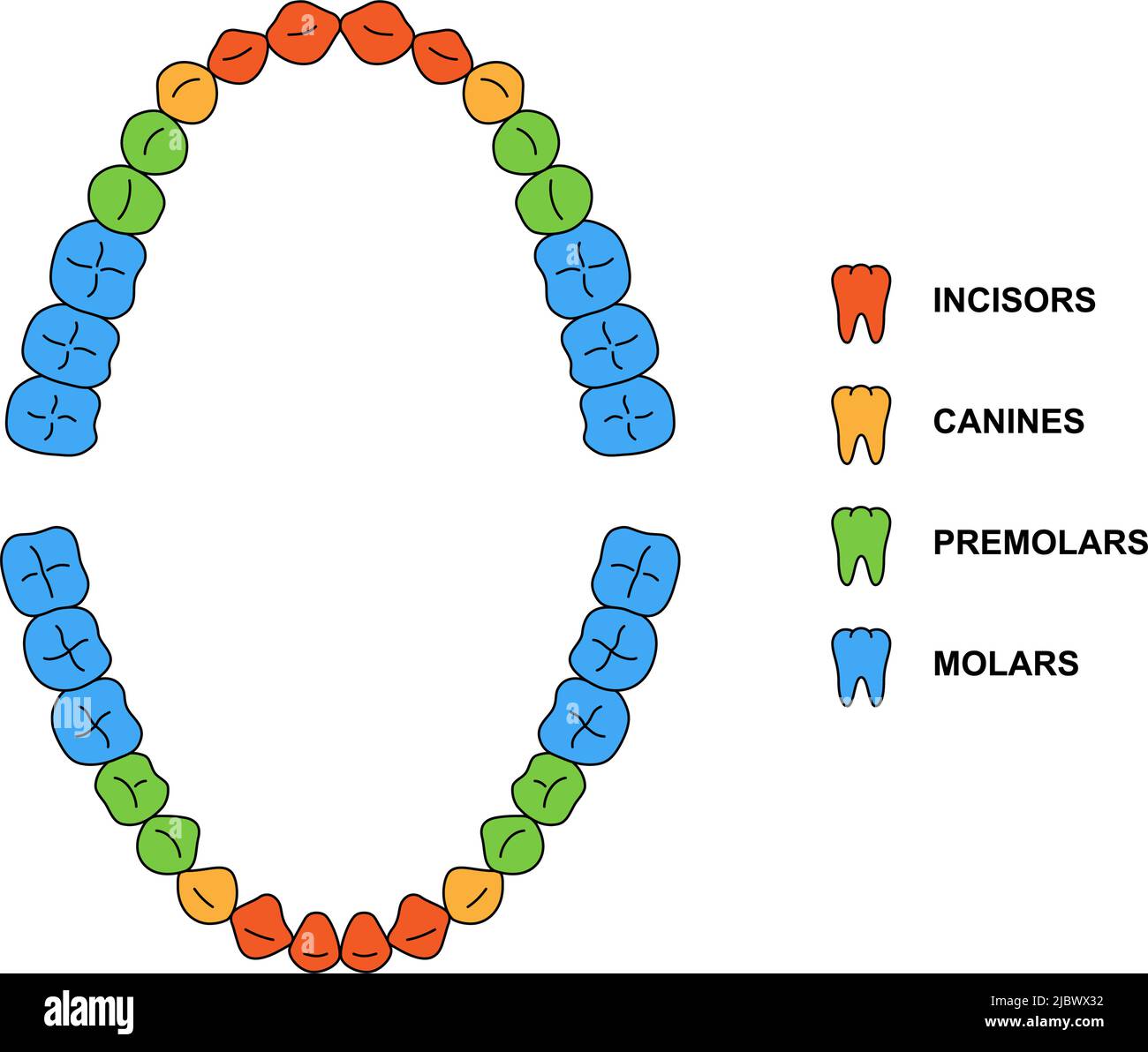 Anatomie de dentition des dents adultes avec descriptions. Parties ...