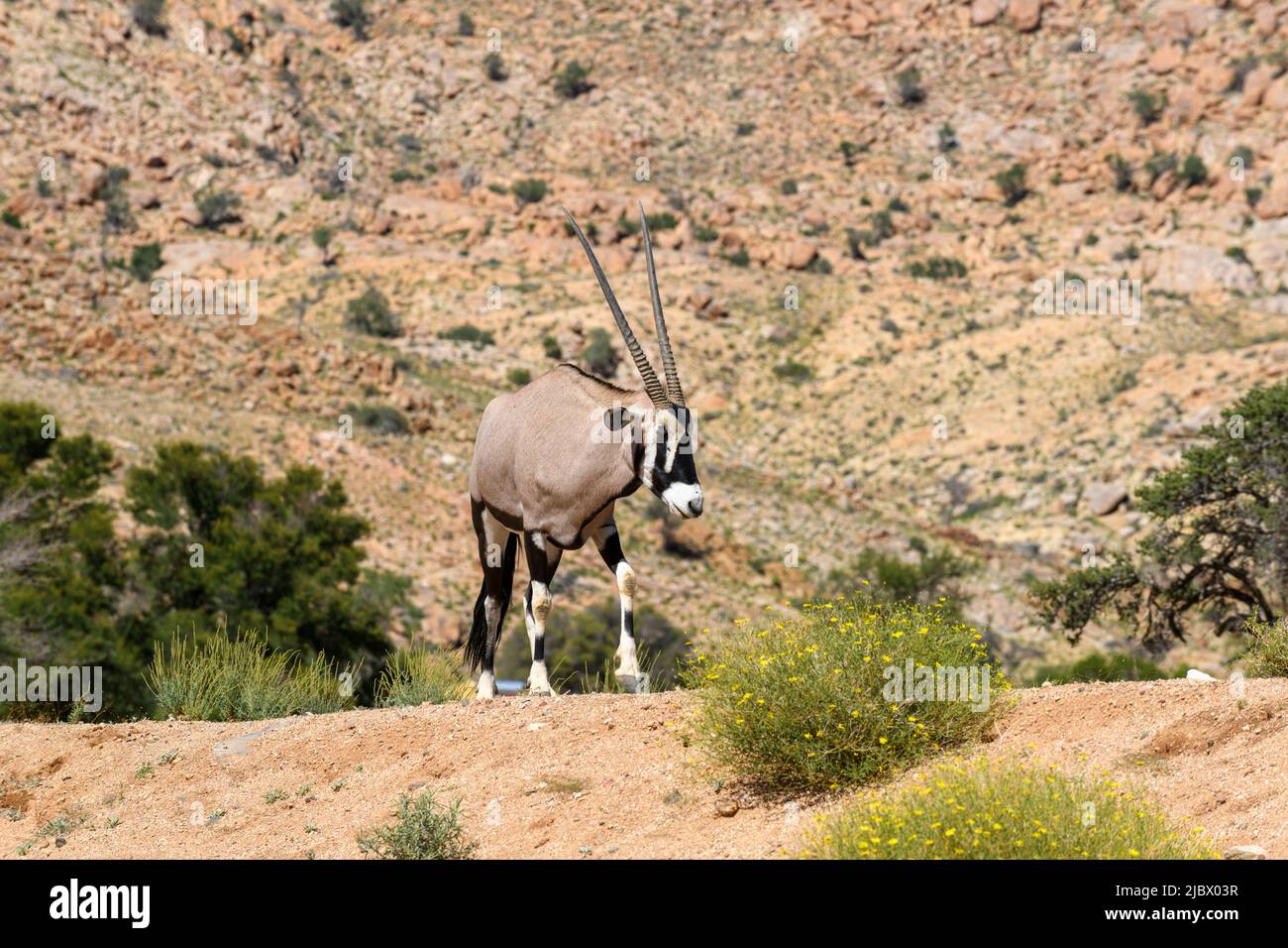 Antilope orix Banque de photographies et d’images à haute résolution ...