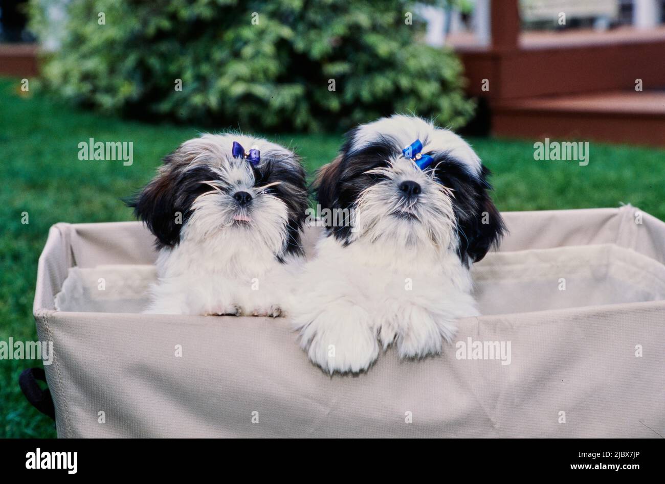 Shih tzu dogs Banque de photographies et d’images à haute résolution - Alamy