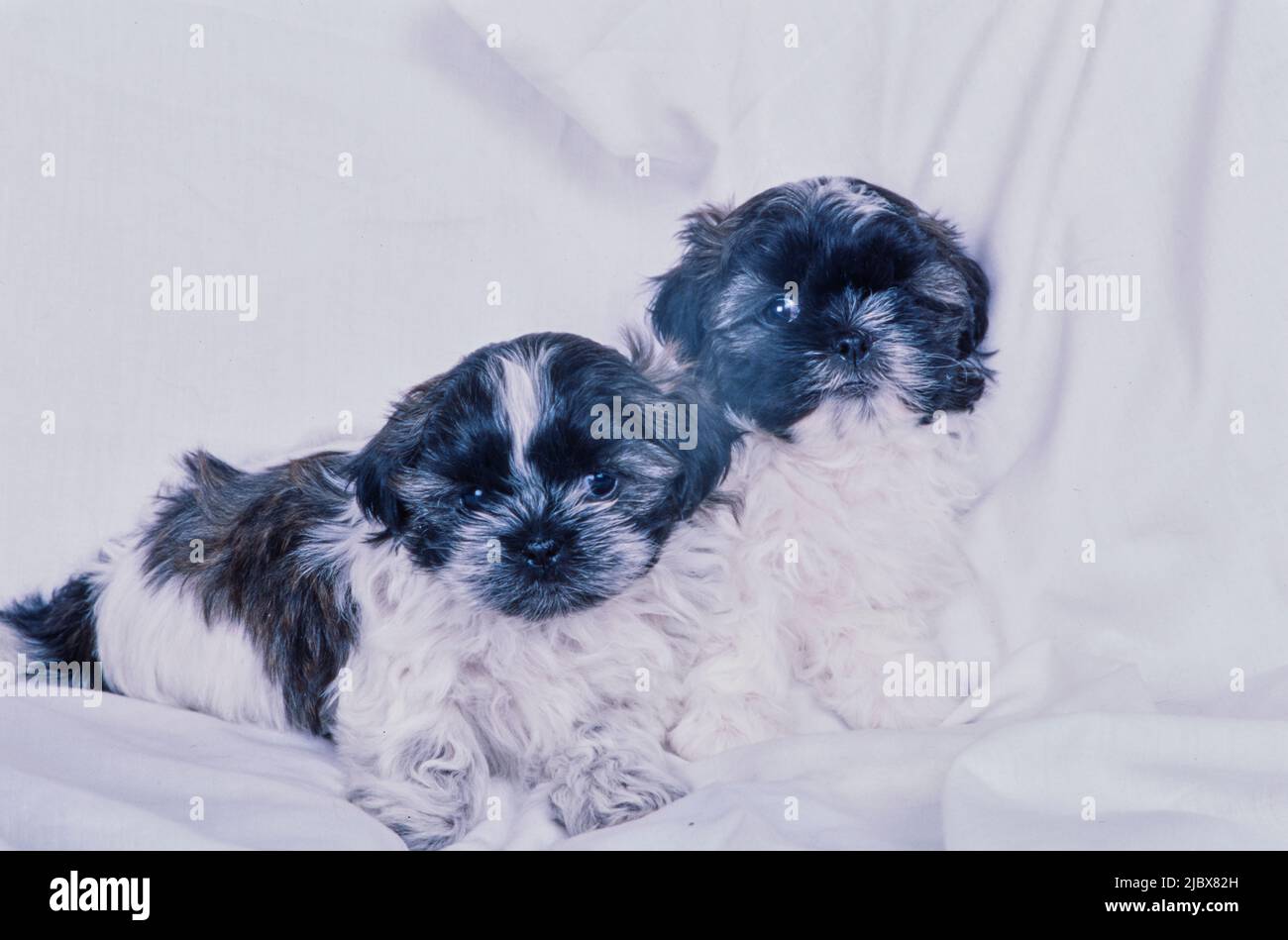 Shih tzu puppies Banque de photographies et d’images à haute résolution ...