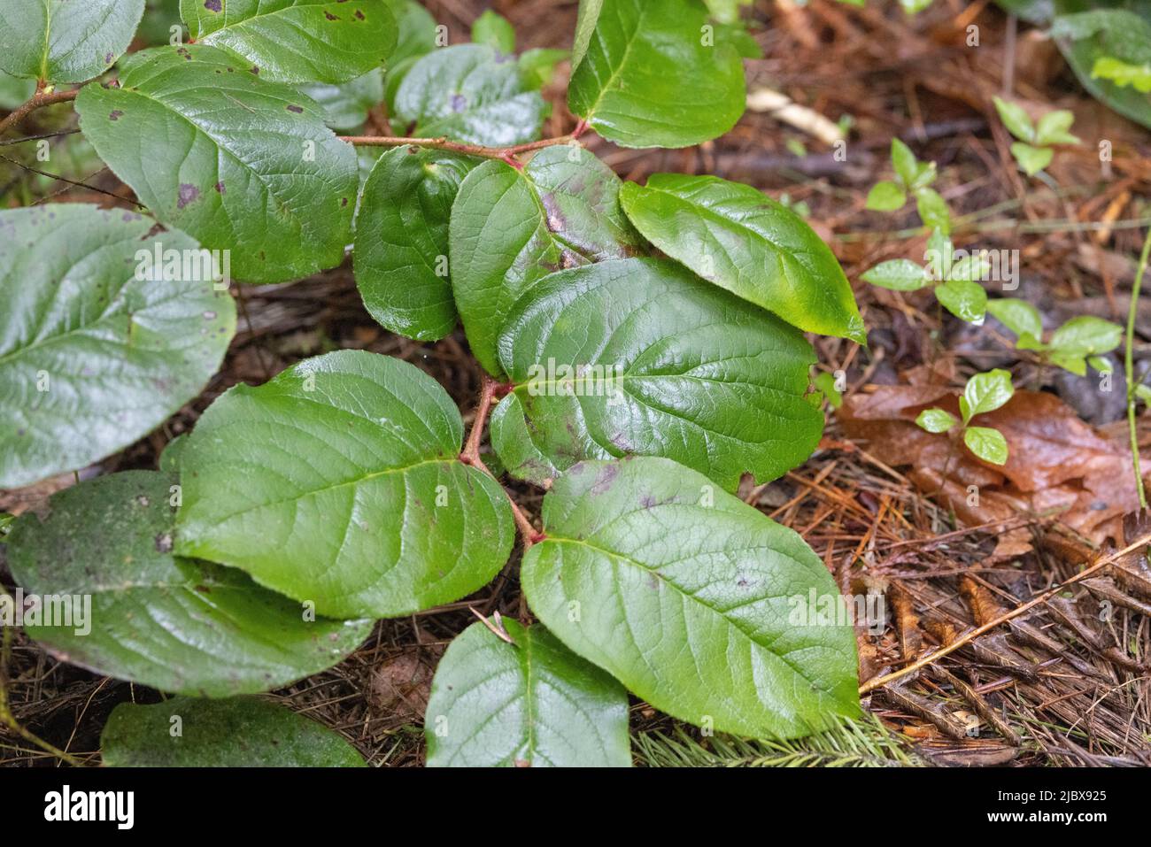 Salal plant Banque de photographies et d’images à haute résolution - Alamy
