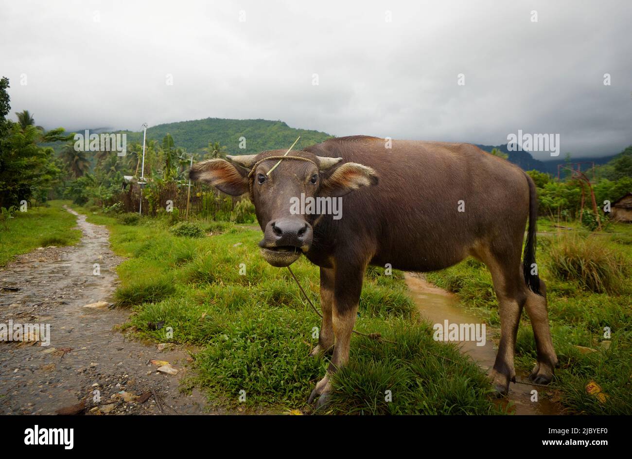 Calapan city Banque de photographies et d’images à haute résolution - Alamy