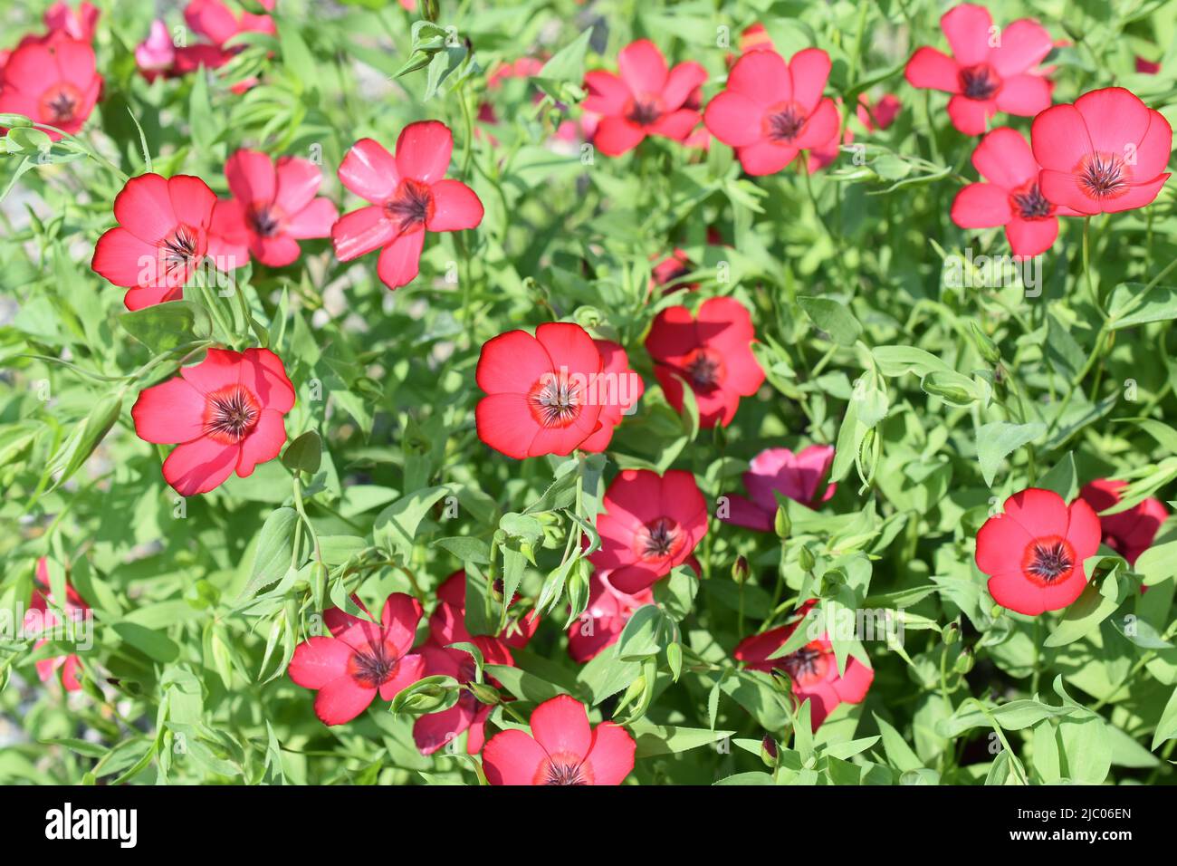 Une plante de lin en fleur Banque de photographies et d’images à haute ...