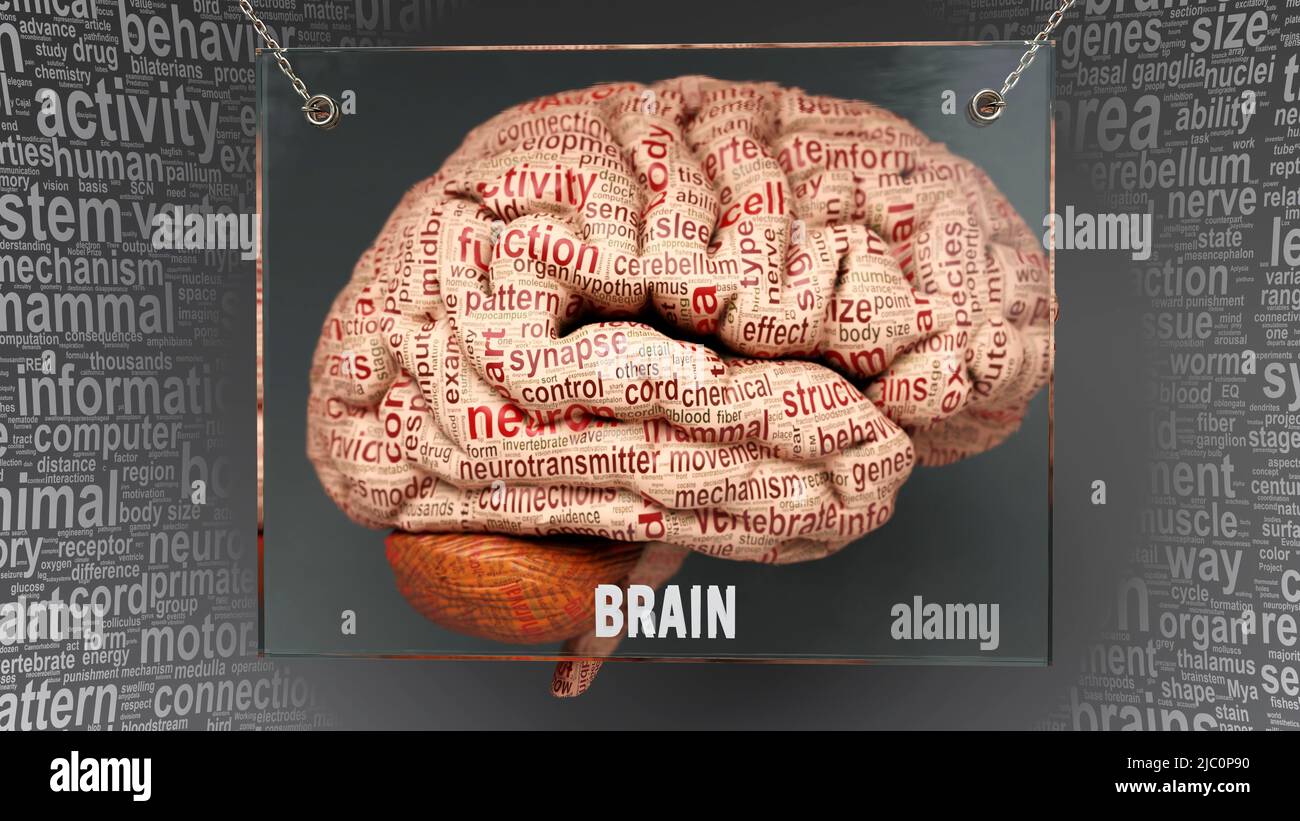 Anatomie du cerveau cortex Banque de photographies et d’images à haute ...