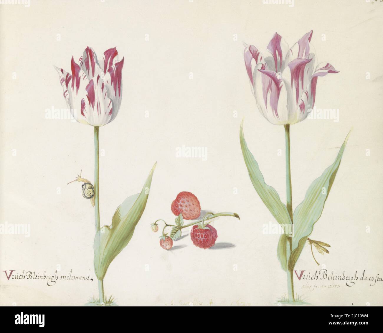 Le dessin fait partie d'un album, deux tulipes avec fraises et escargot ...