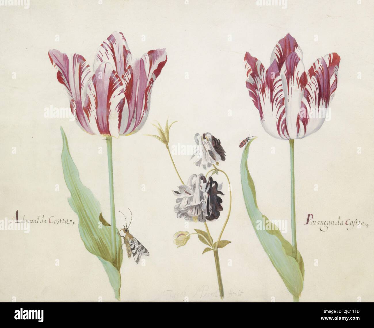 Le dessin fait partie d'un album, deux tulipes avec aquilegia, Moth et ...