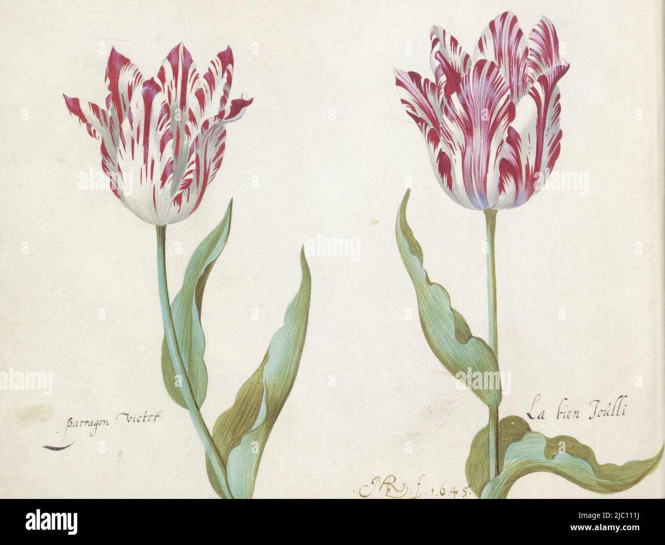 Dessin de tulipes Banque de photographies et d’images à haute ...
