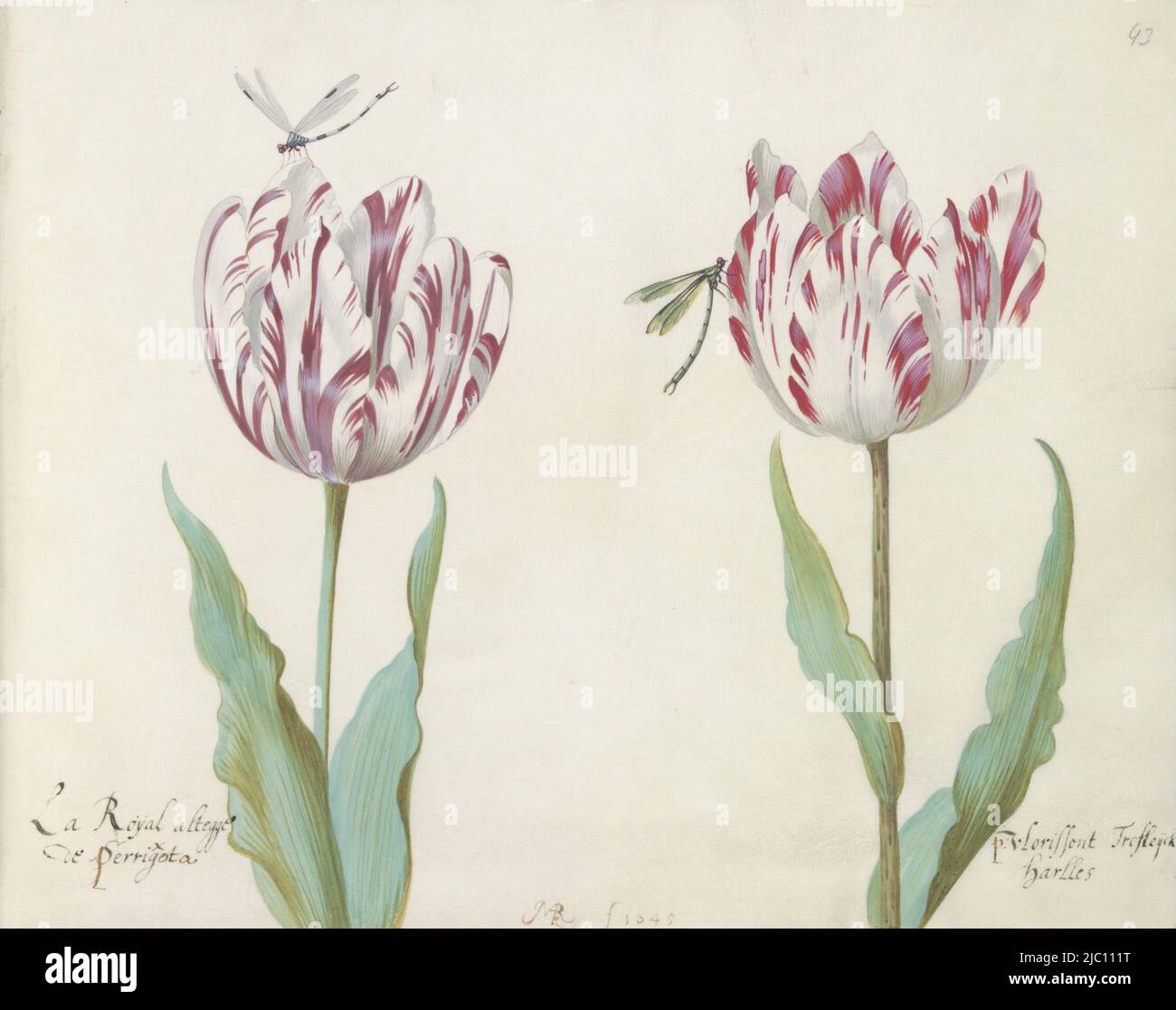 Le dessin fait partie d'un album., deux tulipes avec deux libellules ...