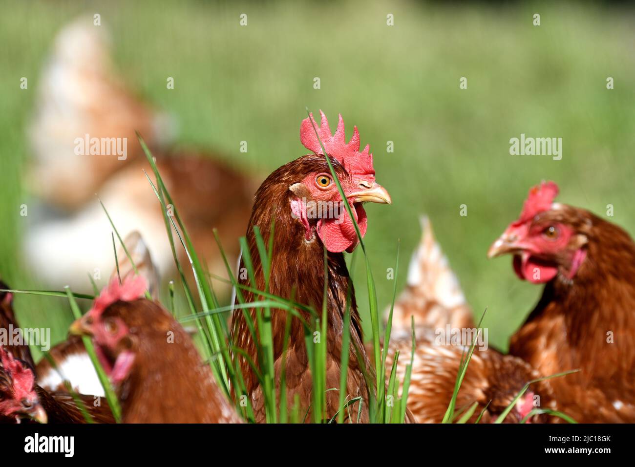 Poules pondeuses plein air Banque de photographies et d’images à haute ...