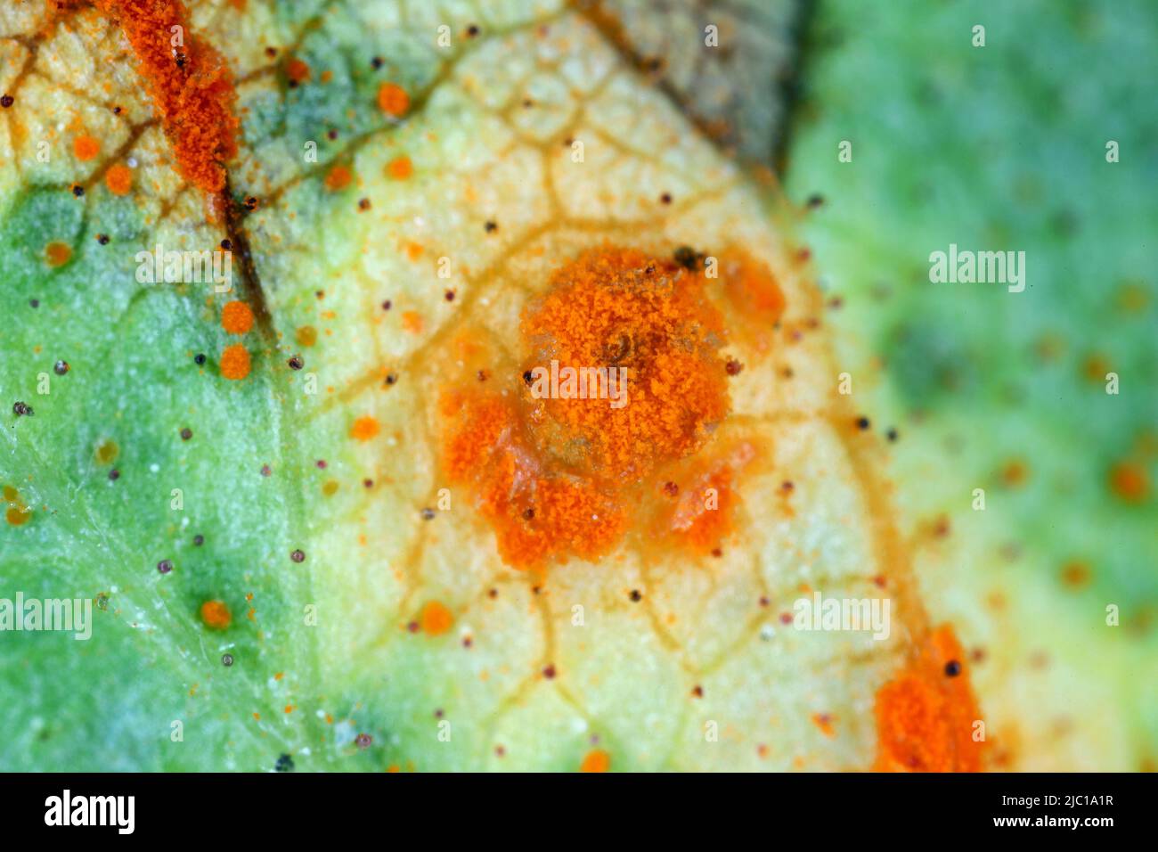 Rouille rose, Phragmidium mucronatum, tuberculatum bulbosum. Des ...