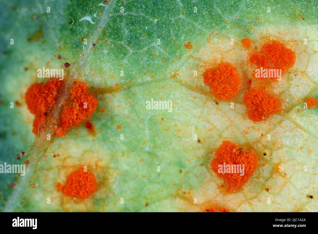 Infection fongique Banque de photographies et d’images à haute résolution - Alamy