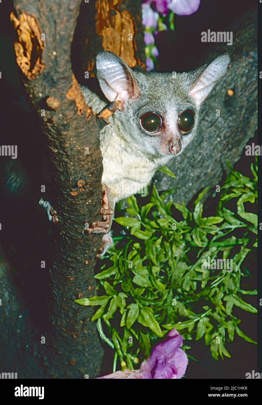 Galago senegalensis Banque de photographies et d’images à haute ...