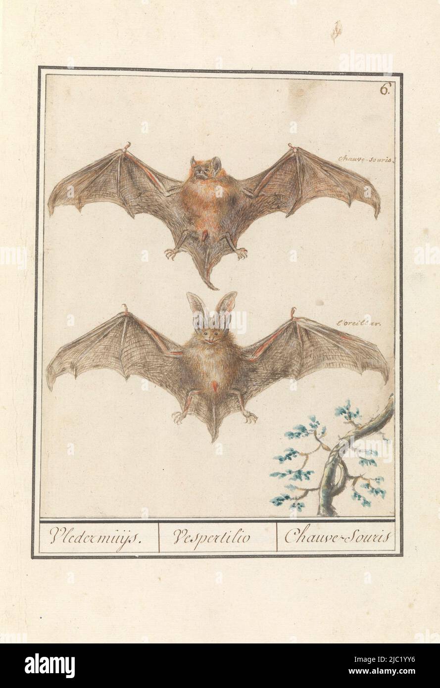 Noctule nyctalus noctula Banque de photographies et d’images à haute ...