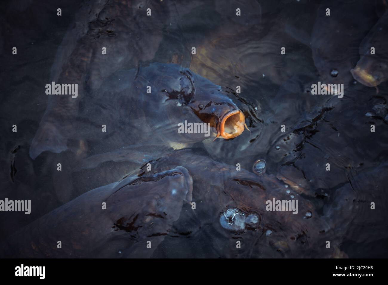 Poisson de lac Banque de photographies et d’images à haute résolution ...