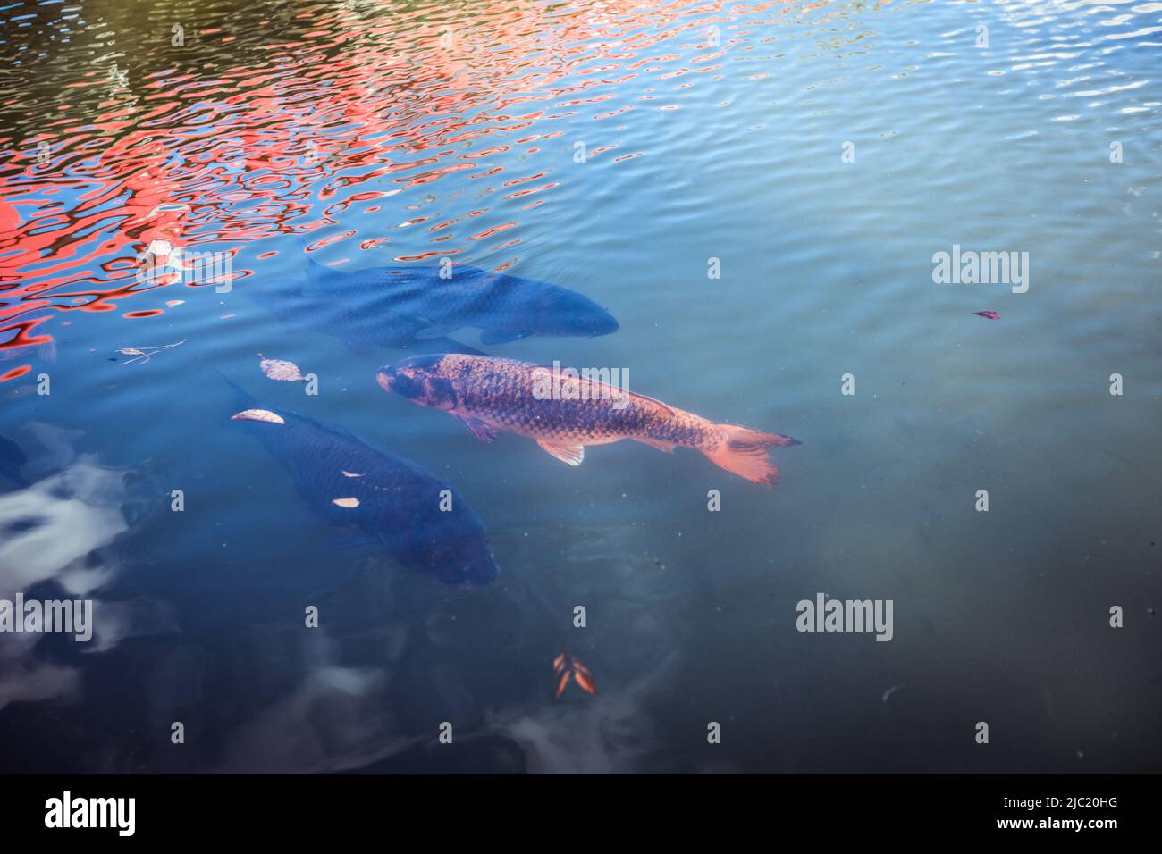 Poisson de lac Banque de photographies et d’images à haute résolution ...