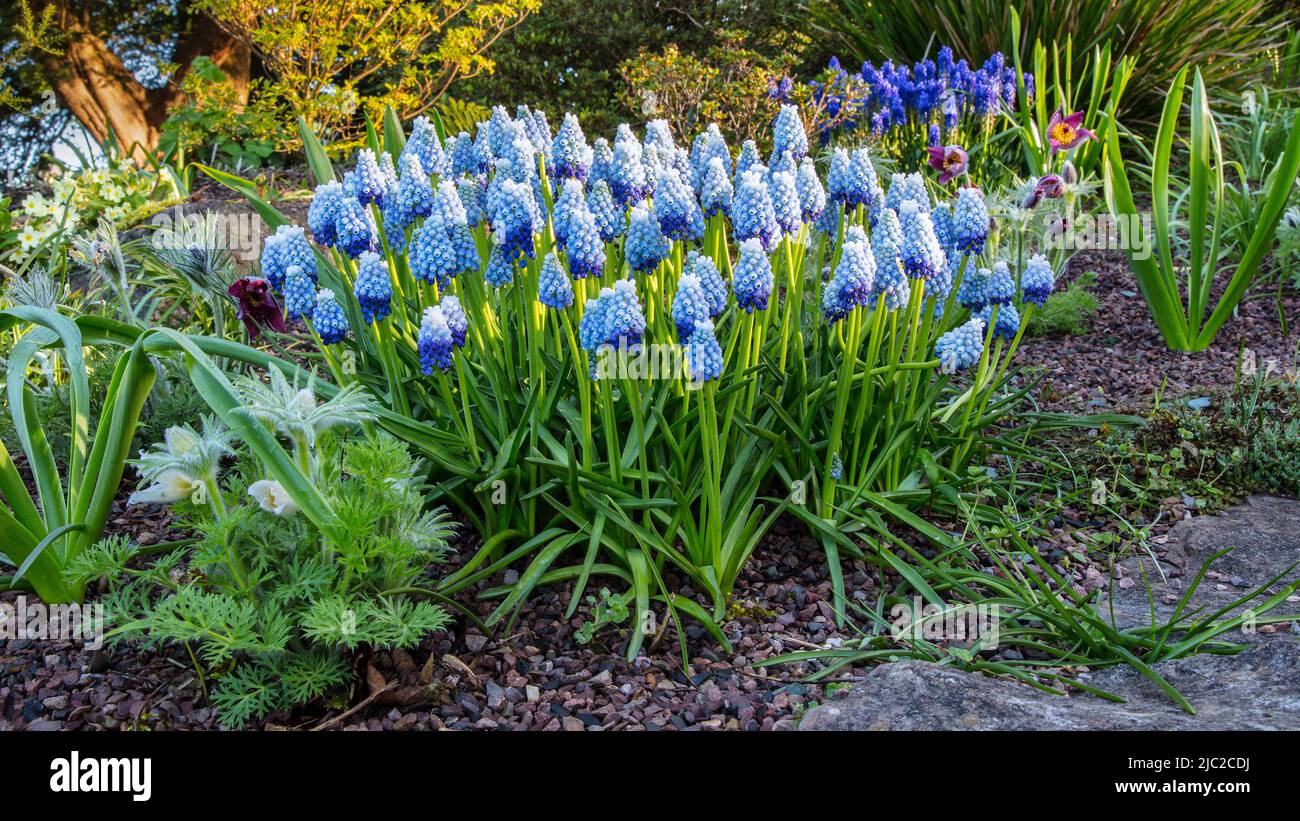 Muscari aucheri ocean magic Banque de photographies et d’images à haute ...
