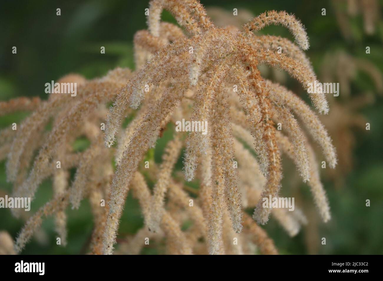 Vivaces hautes Banque de photographies et d’images à haute résolution ...