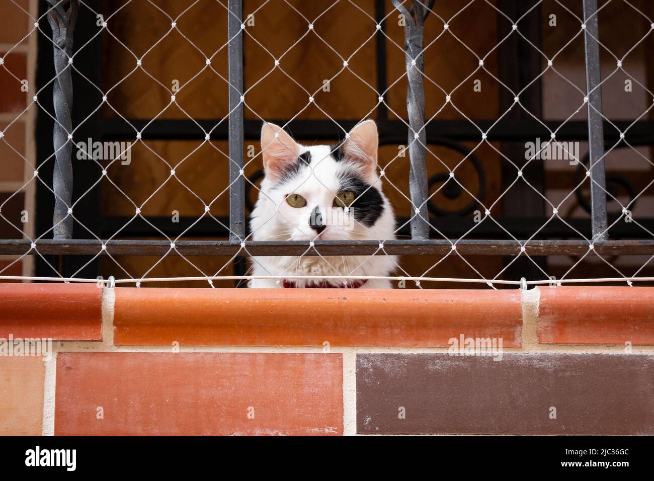 Chat regardant du balcon Banque de photographies et d’images à haute ...
