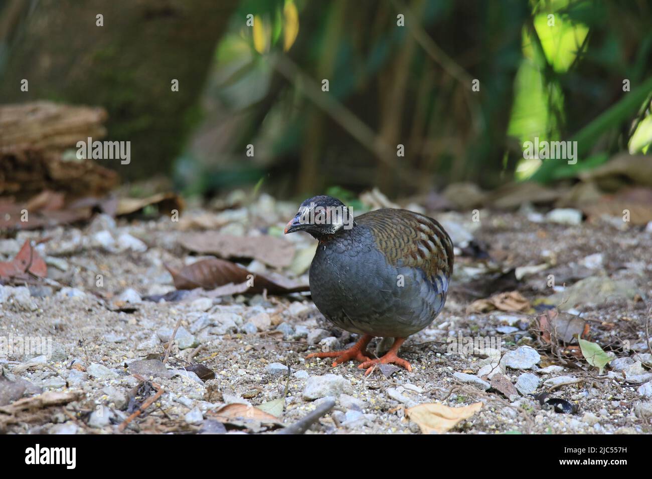 Arborophile campbelli Banque de photographies et d’images à haute ...