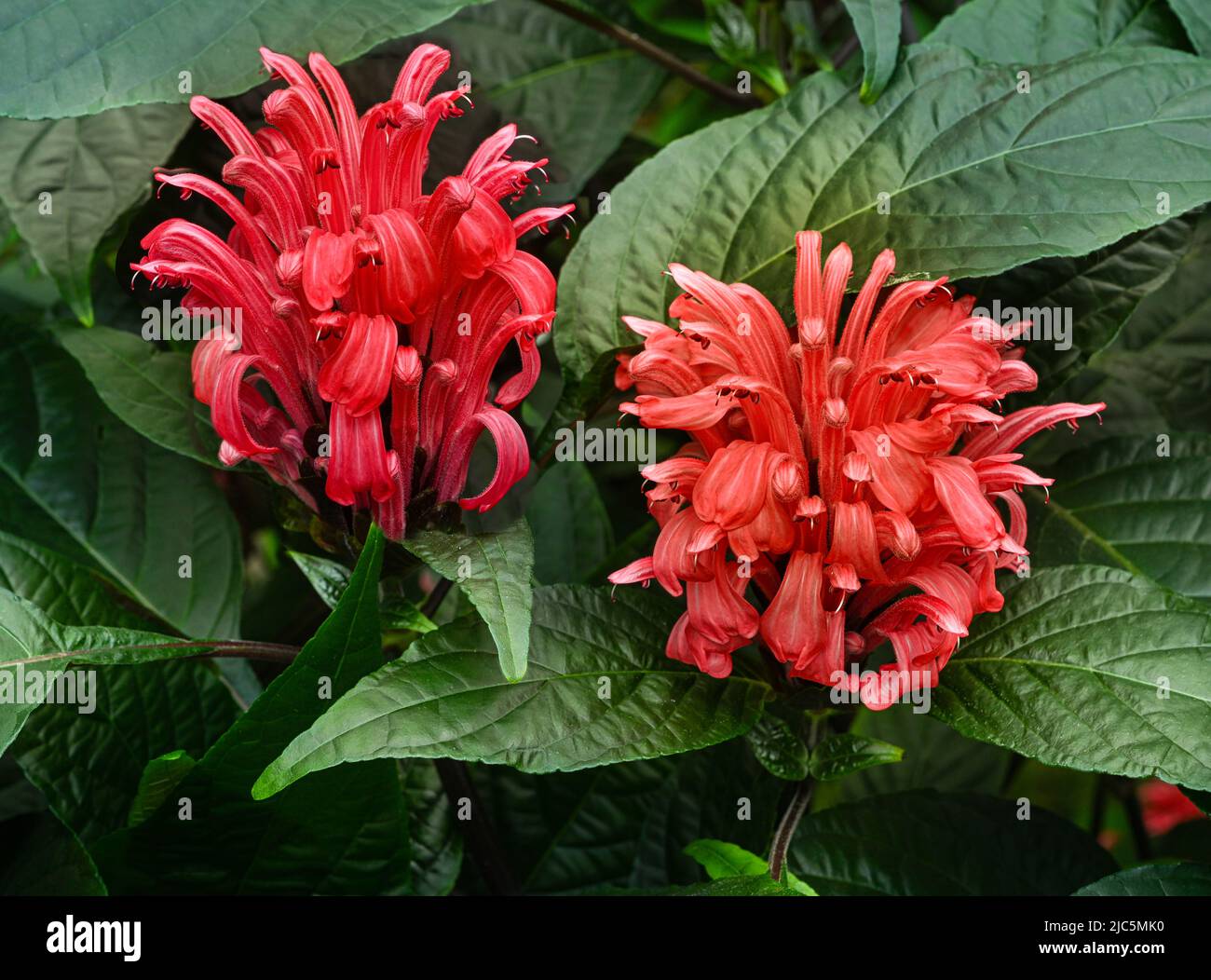 Jacobinia magnifica Banque de photographies et d’images à haute ...