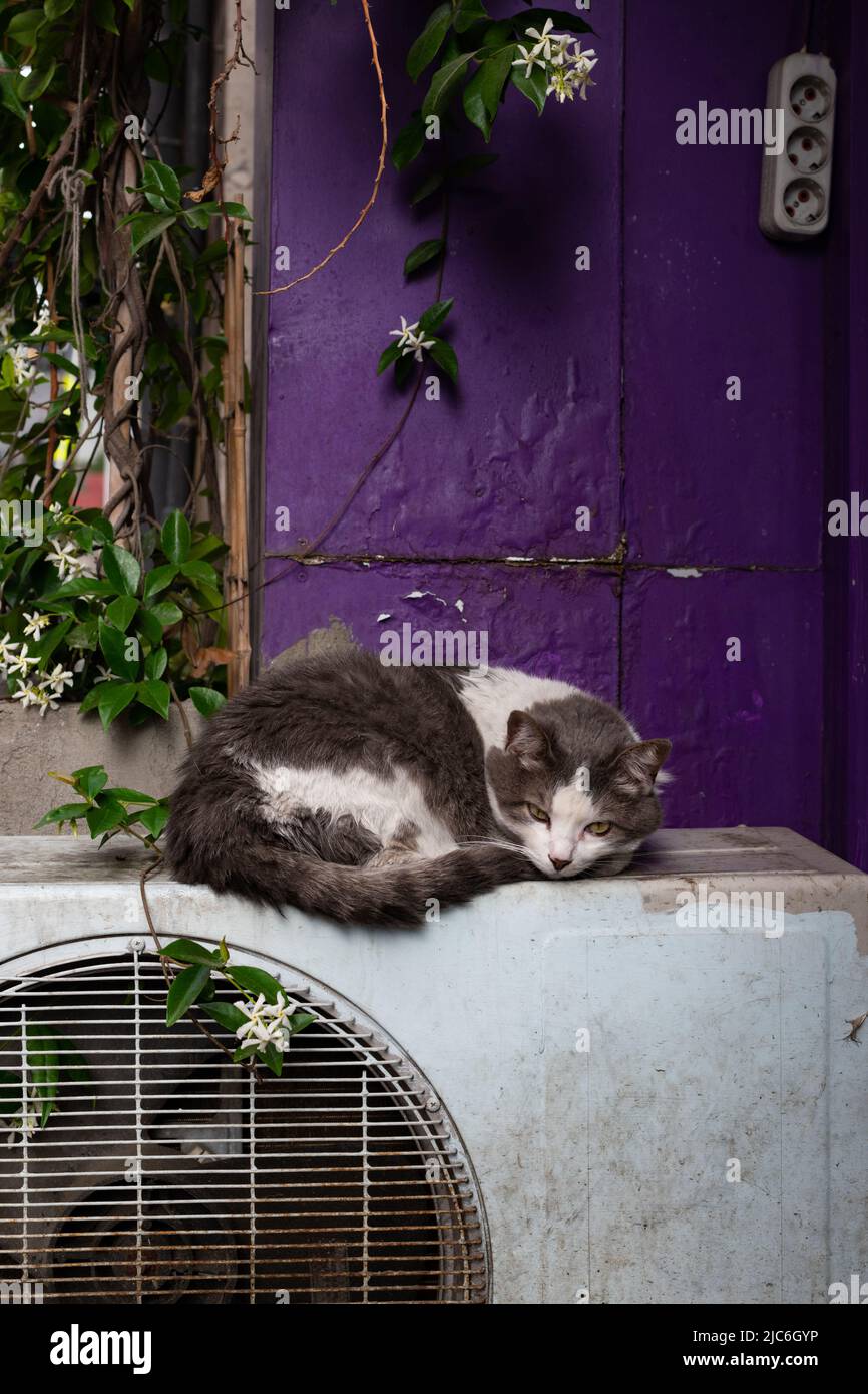 Chat communautaire istanbul Banque de photographies et d’images à haute ...