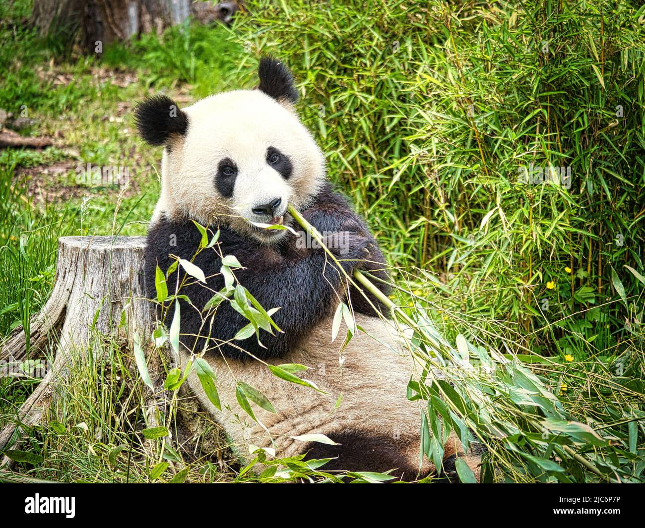 grand panda assis manger du bambou. Espèces en voie de disparition. Un ...