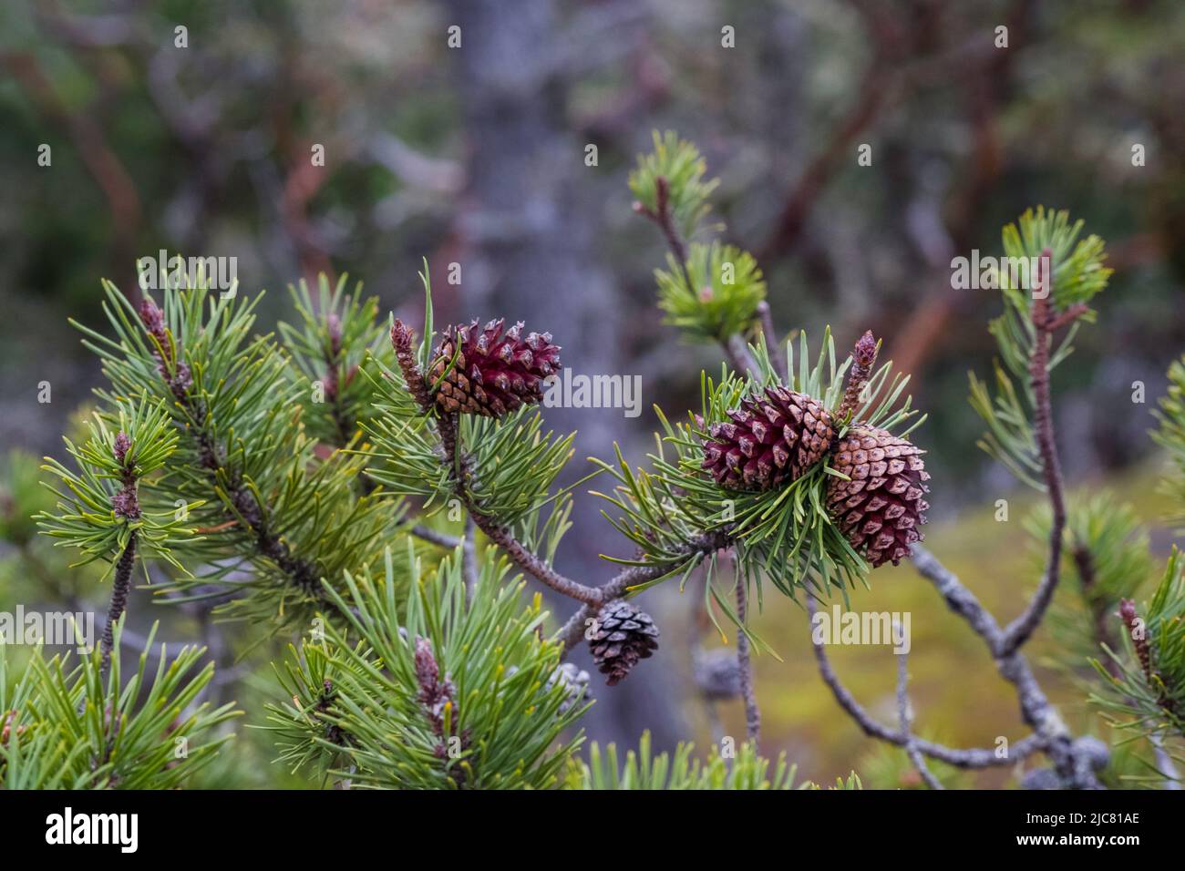 Lodgepole pine cone pinus contorta Banque de photographies et d’images ...