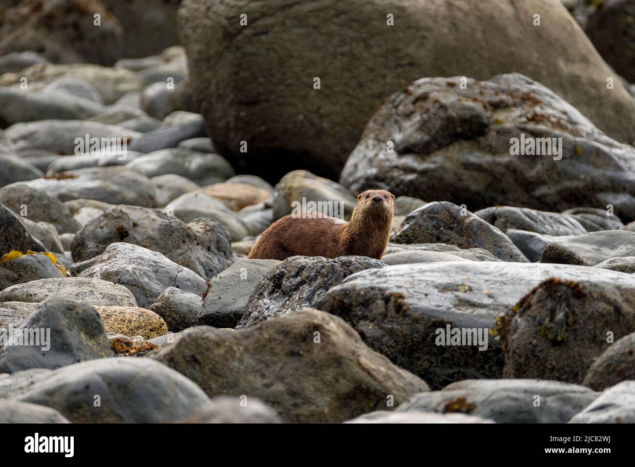 Loutre sur le rivage Banque de photographies et d’images à haute ...