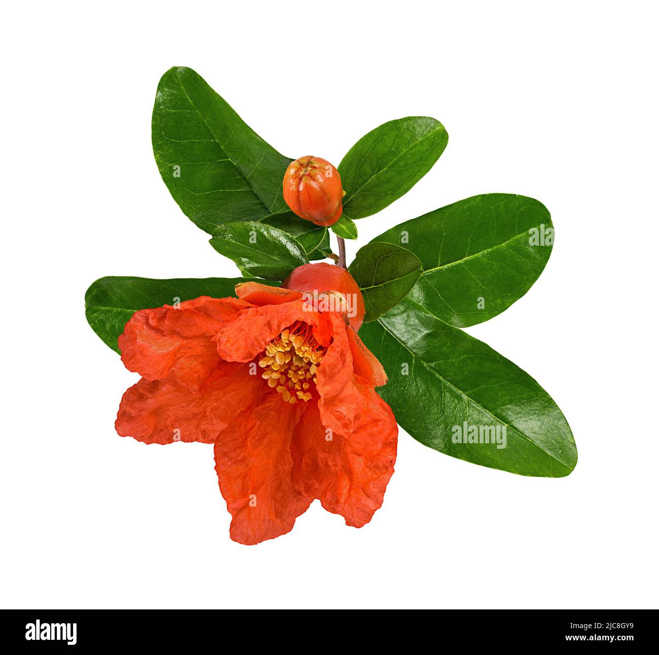 Fleur de grenadier Banque de photographies et d’images à haute ...