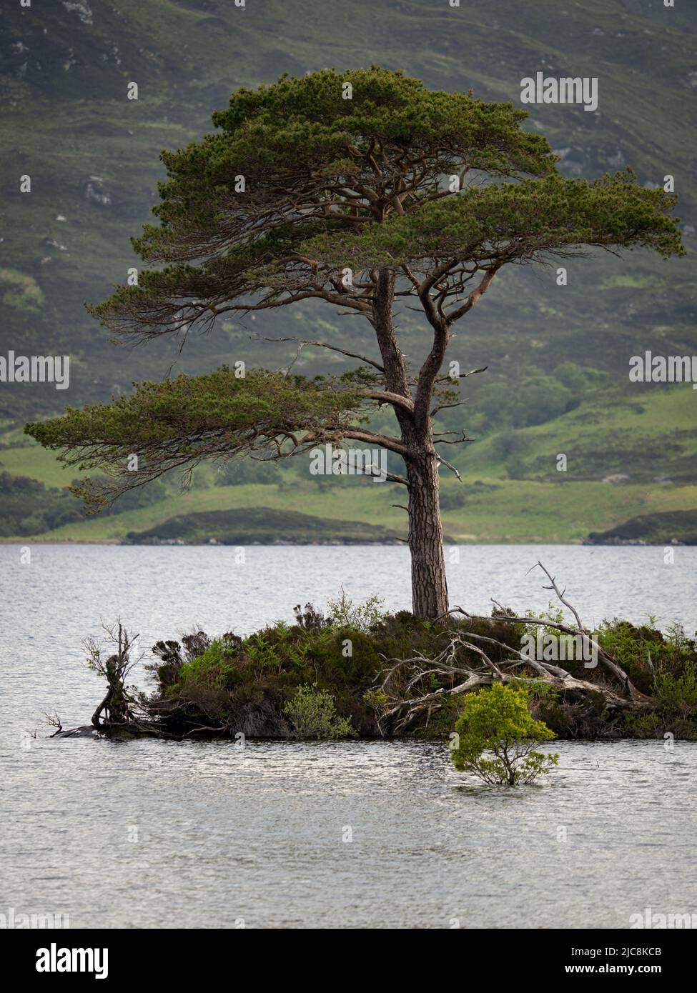 Sapin solitaire Banque de photographies et d’images à haute résolution ...