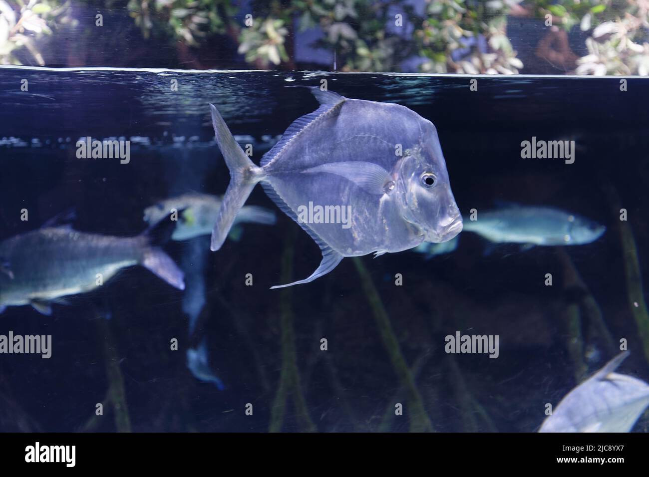 Poisson professionnel atlantique Banque de photographies et d’images à ...