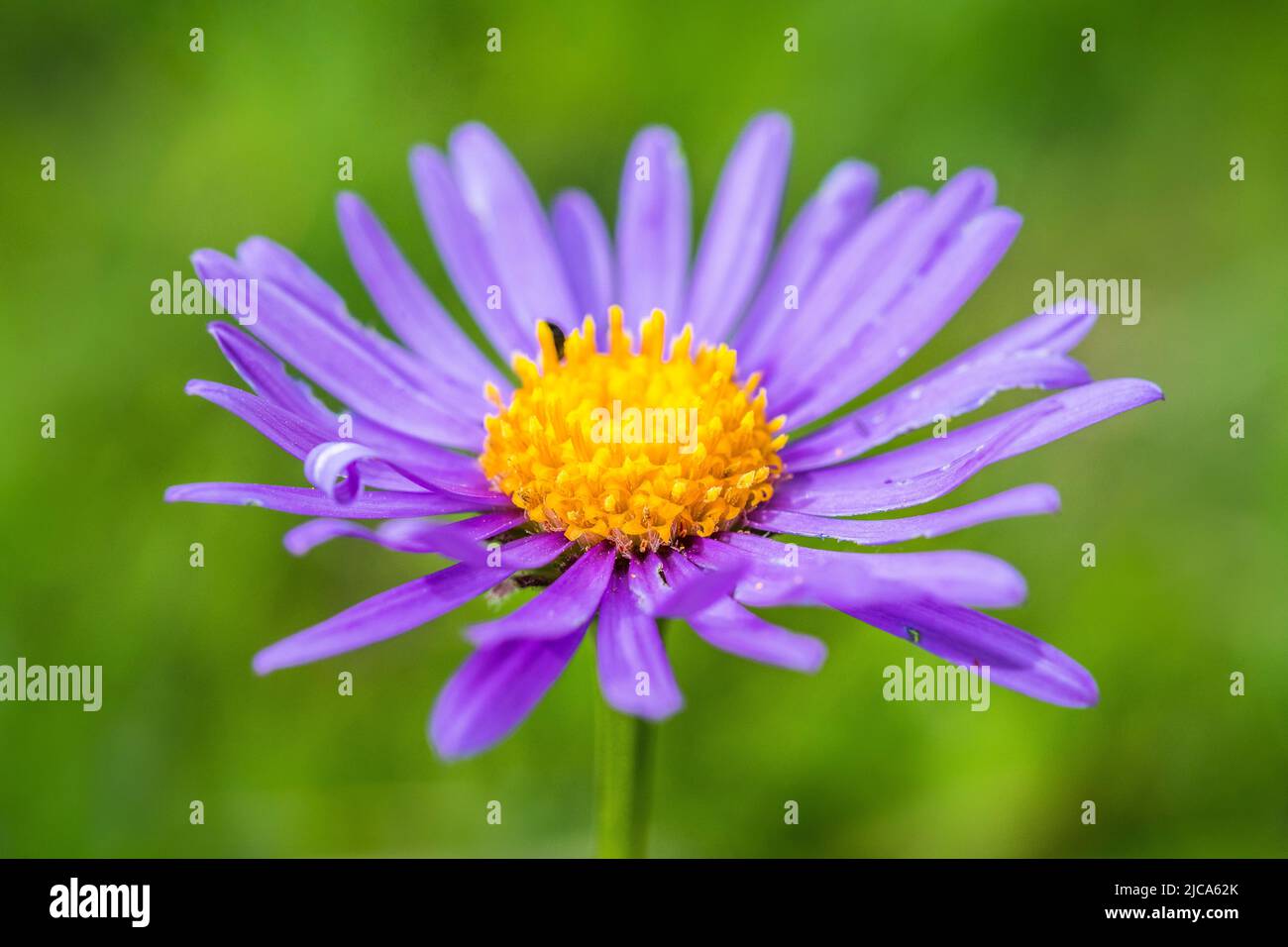 Aster alpinus, l'aster alpin ou pâquerette alpine bleue, est une espèce ...