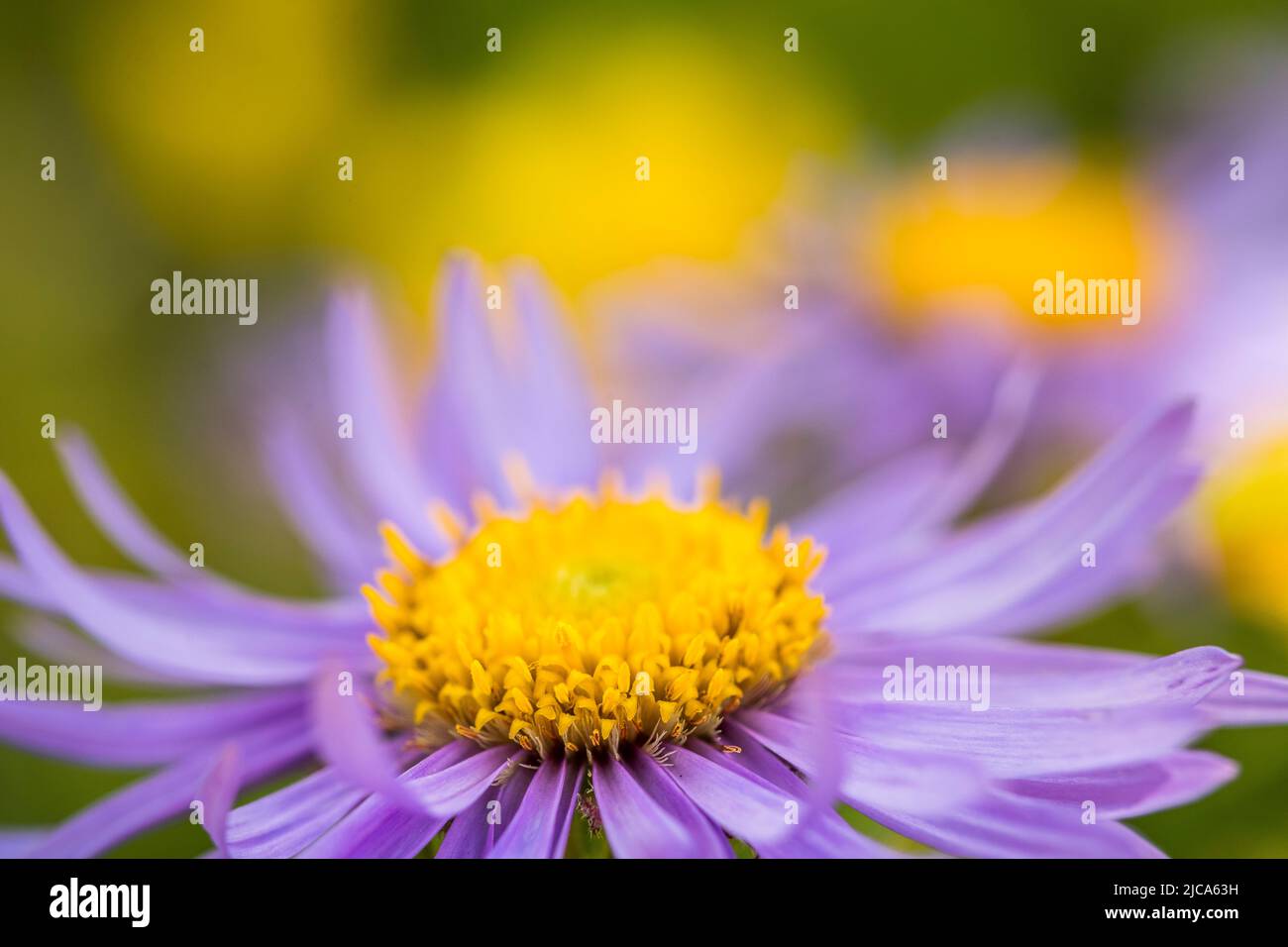 Aster alpinus, l'aster alpin ou pâquerette alpine bleue, est une espèce ...