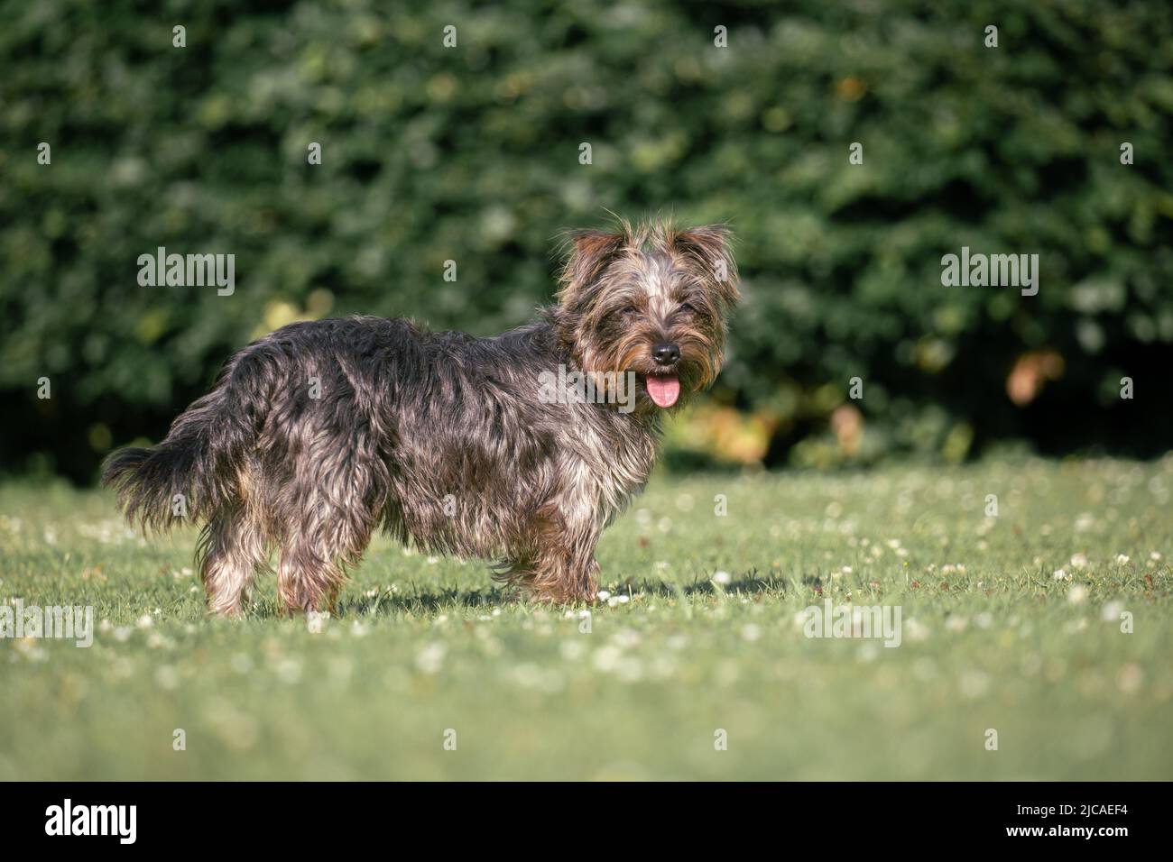 Jack russel yorkshire terrier cross Banque de photographies et d’images ...