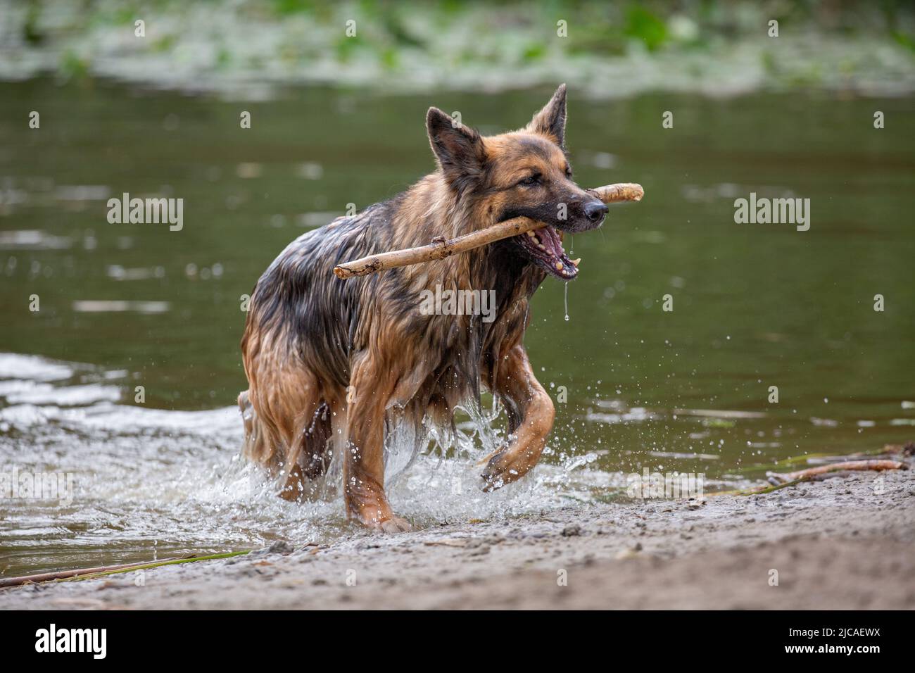 Berger allemand courant dans l'eau Banque de photographies et d’images ...