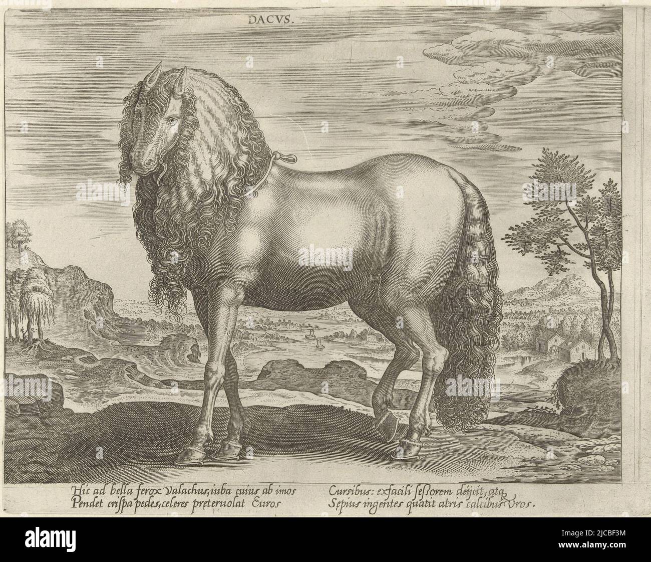 Un cheval roumain, en profil l'imprimé a une légende latine et fait ...