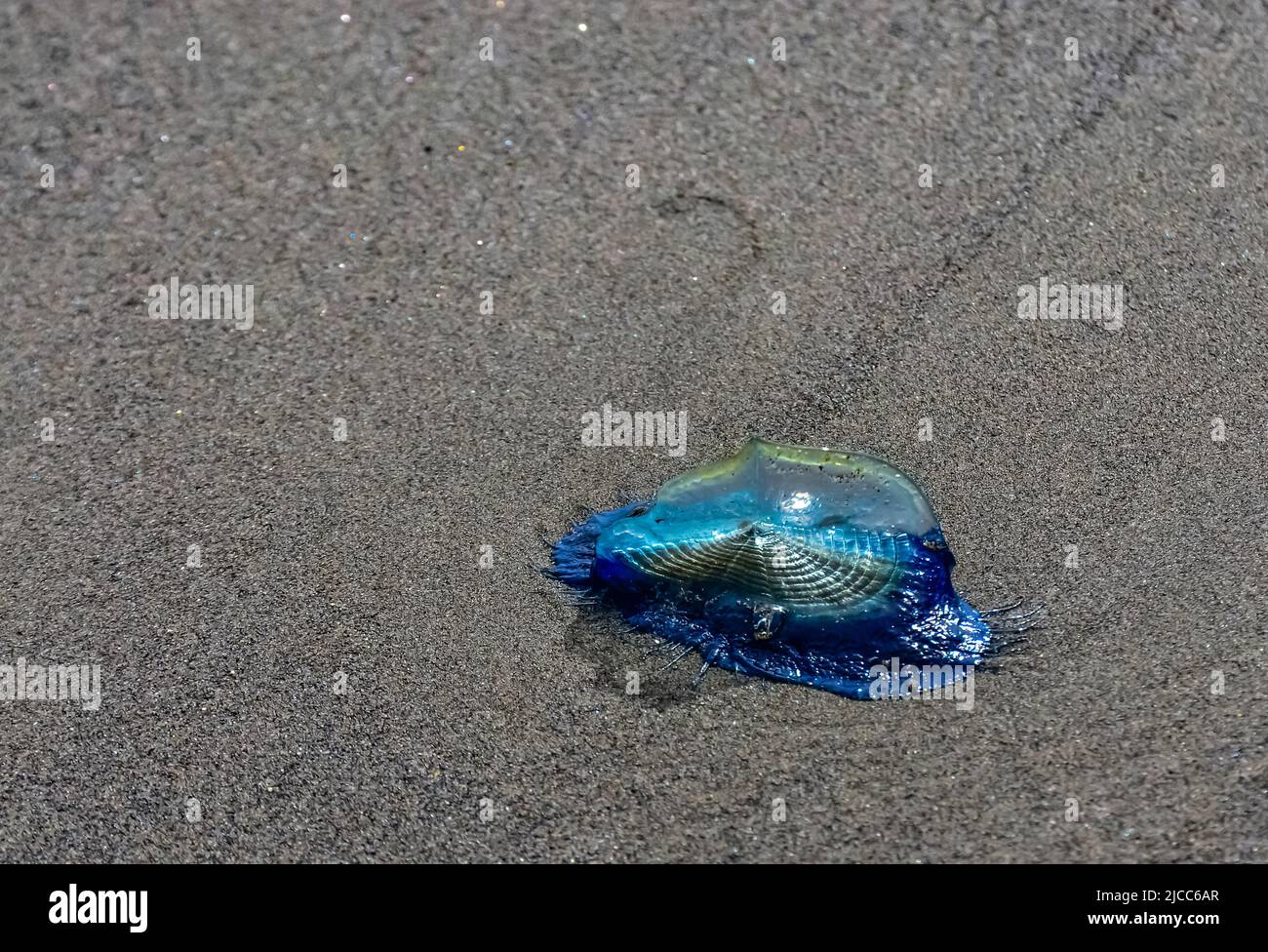 Méduse de voile bleue Banque de photographies et d’images à haute ...