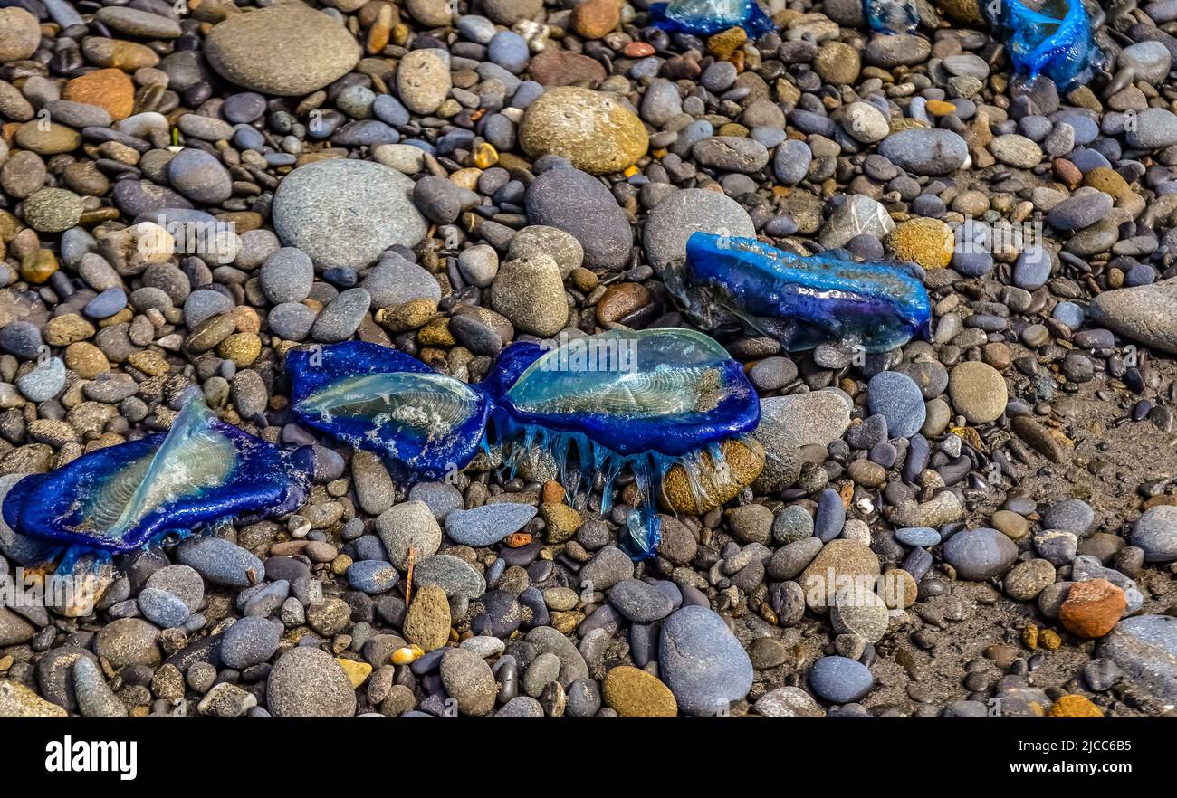 Méduse de voile bleue Banque de photographies et d’images à haute ...