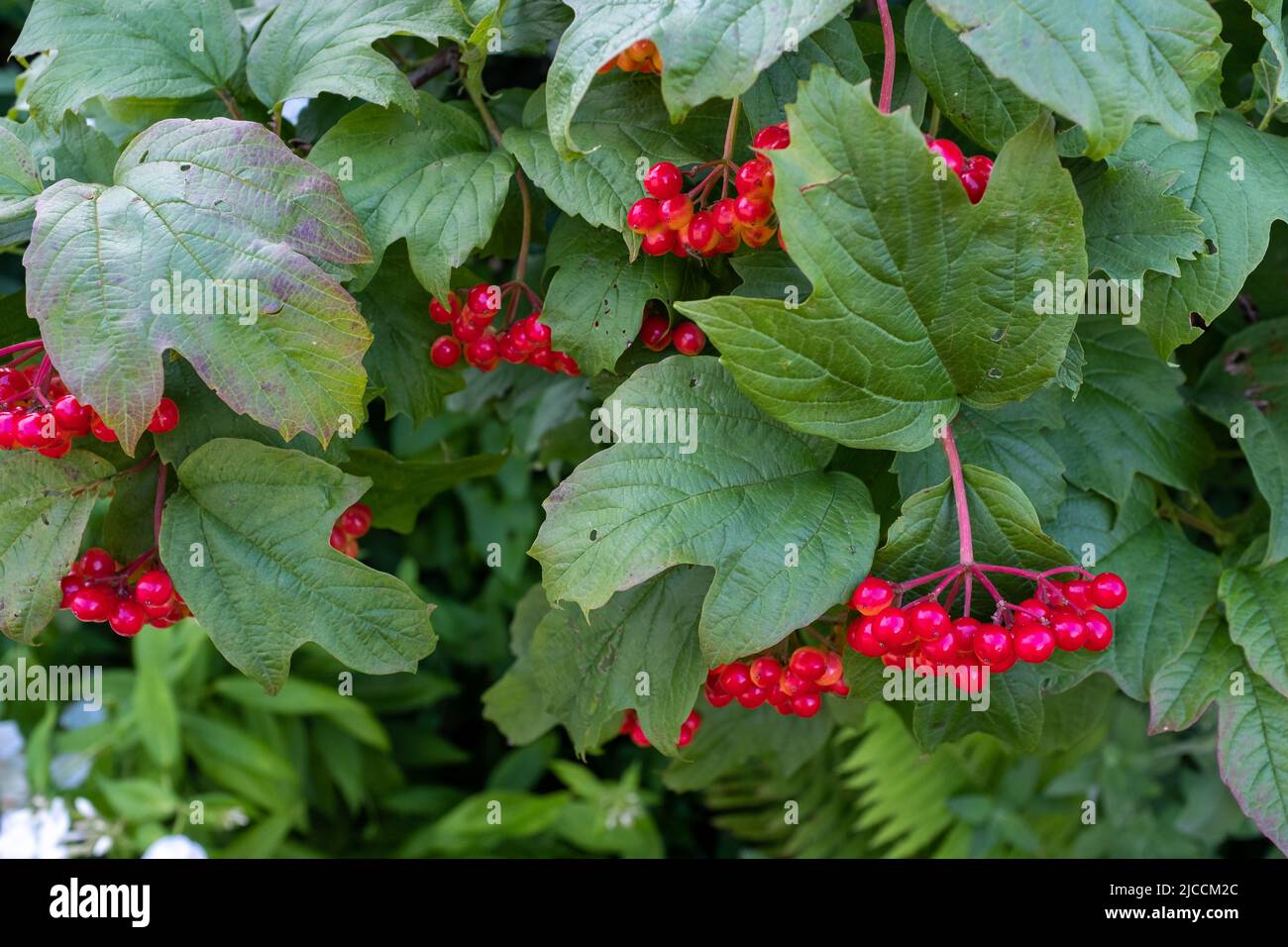 Arrière-plan de beaux fruits rouges de viburnum vulgaris. Baies rouges ...