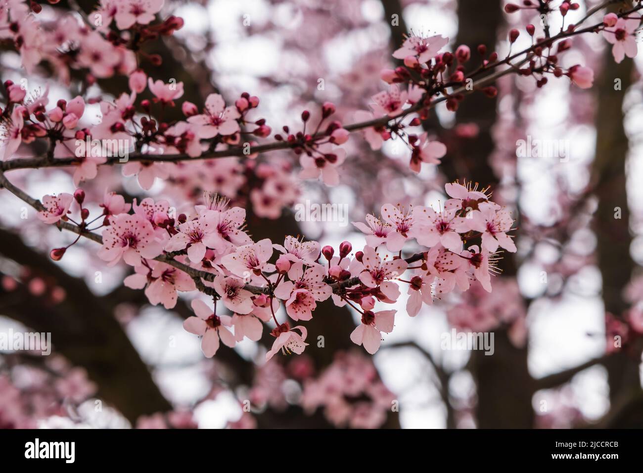 Prunus cerasifera cherry plum Banque de photographies et d’images à ...