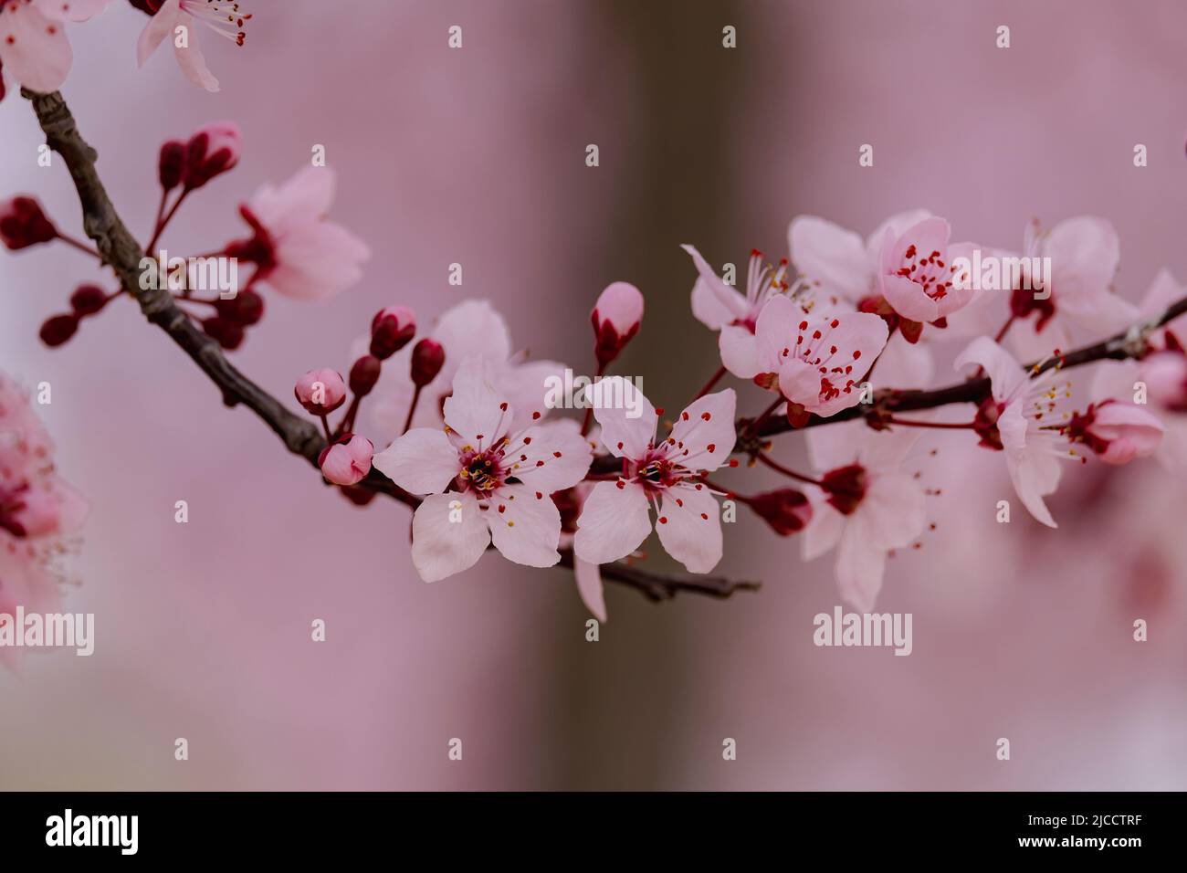 Prunus cerasifera cherry plum Banque de photographies et d’images à ...