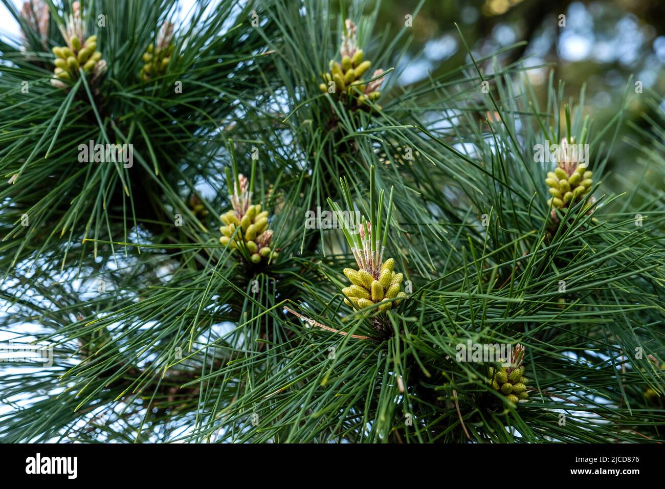 Pinus pinaster cone Banque de photographies et d’images à haute ...
