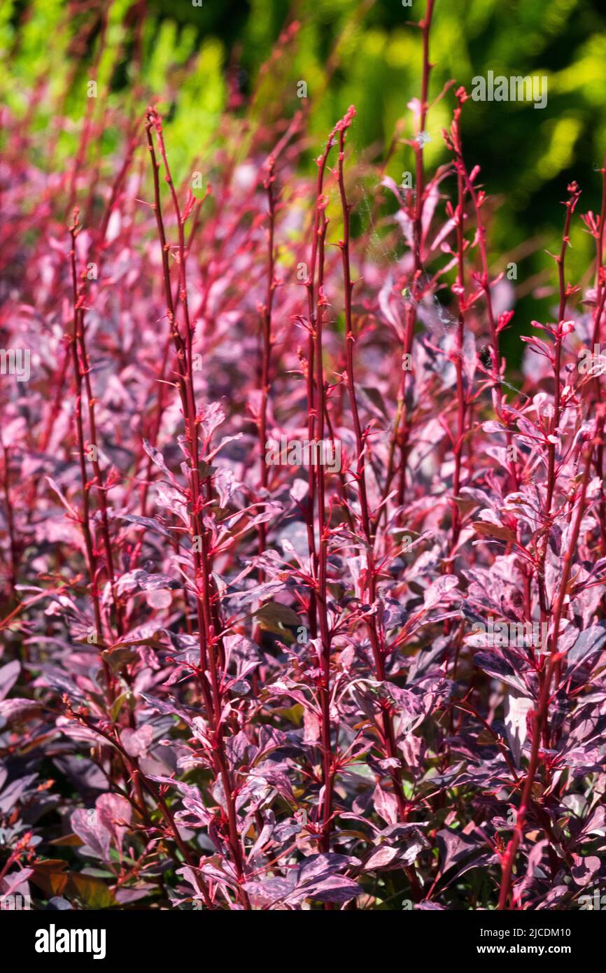 Haie rouge Banque de photographies et d’images à haute résolution - Alamy