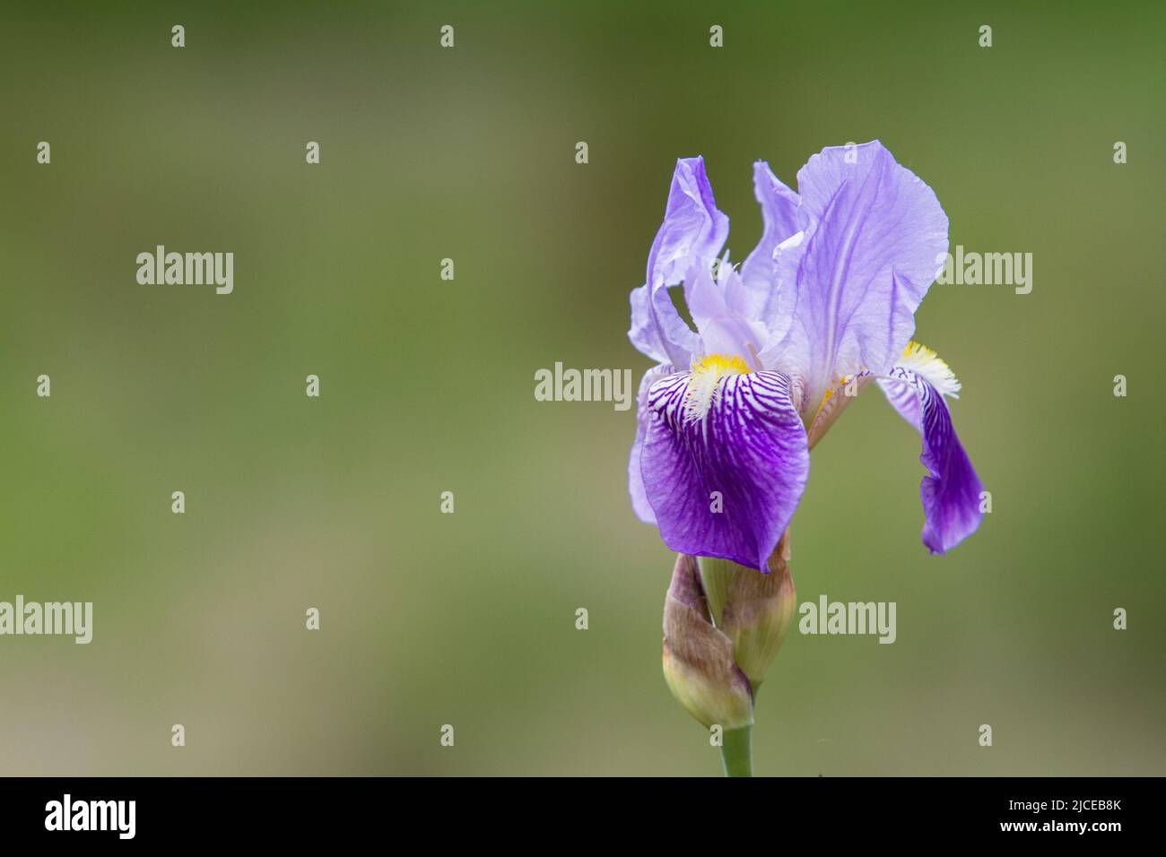 Iris barbu hybride Banque de photographies et d’images à haute ...